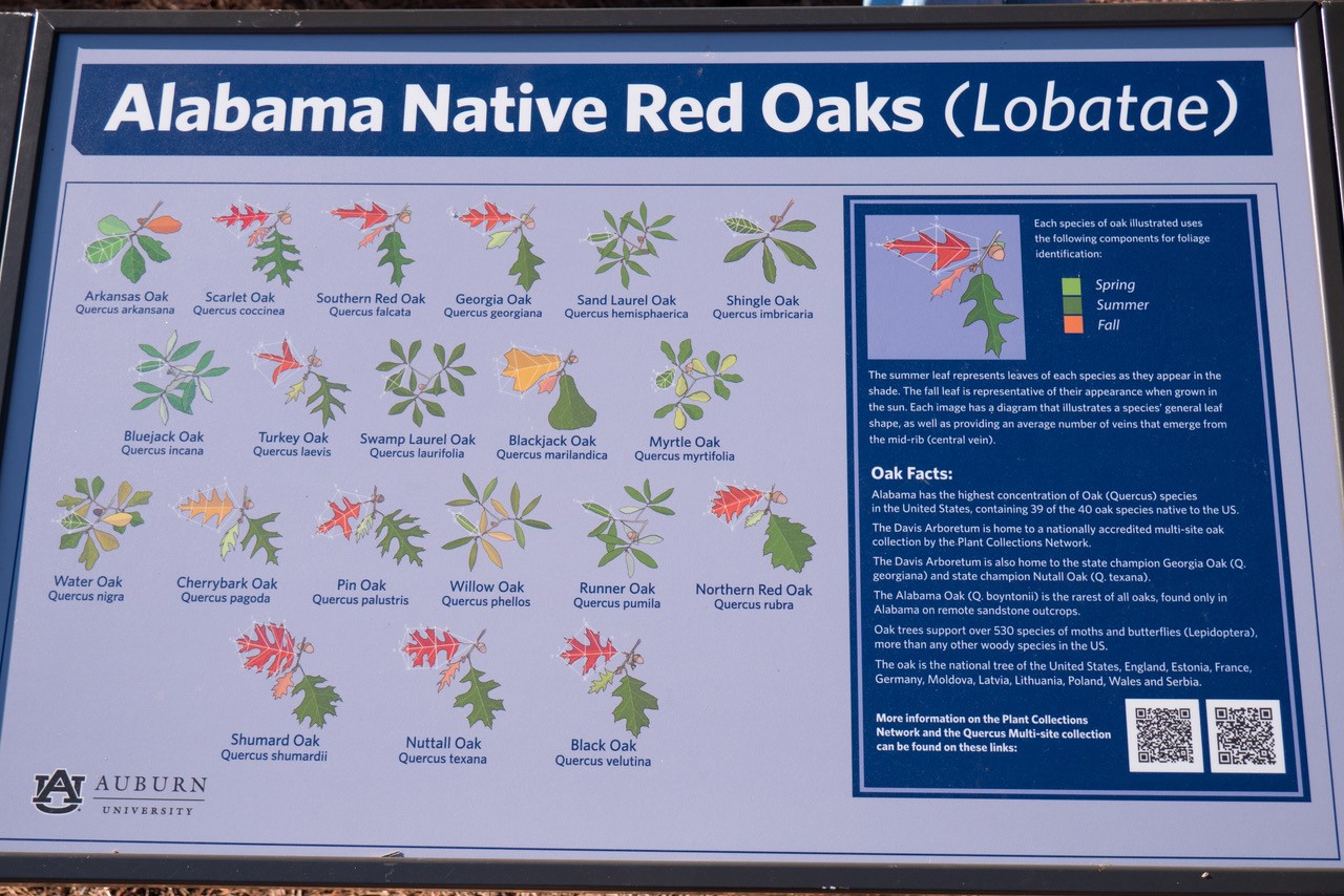 Auburn's Arboretum Unveils New Oaks' Alley Display
